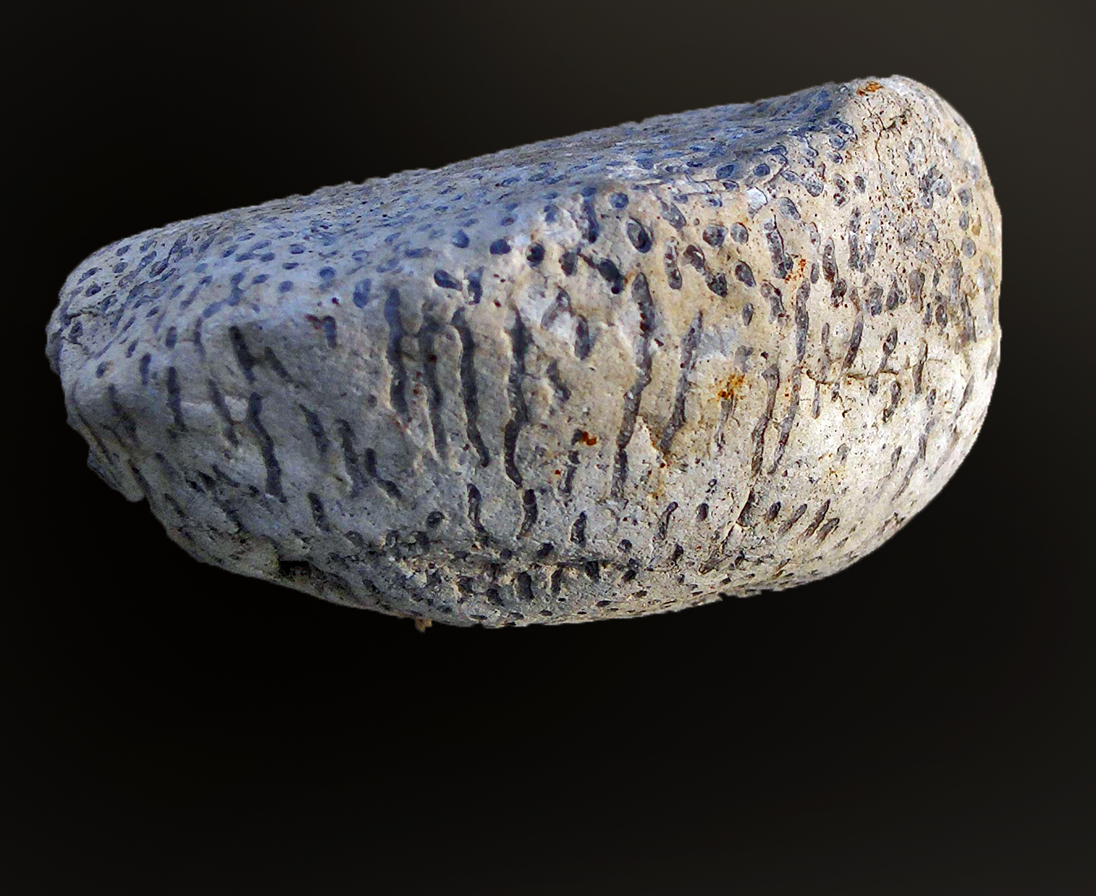 Sponges Fossils | Fossil Lady