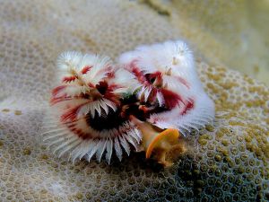 Tube Worms Fossils | Fossil Lady