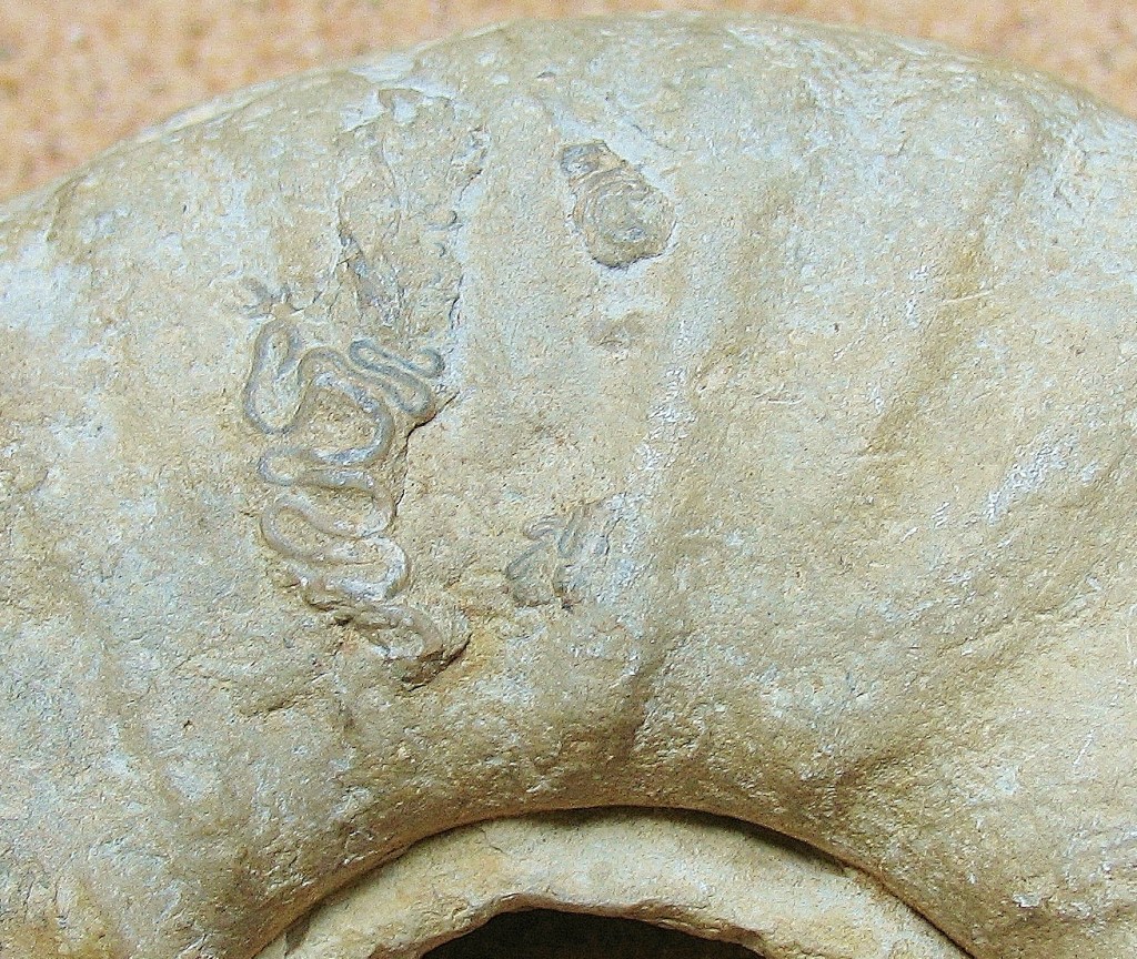 Tube Worms Fossils | Fossil Lady