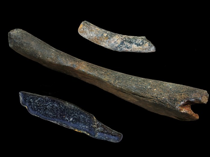 Cenozoic Porpoise Rib Fossils | Fossil Lady