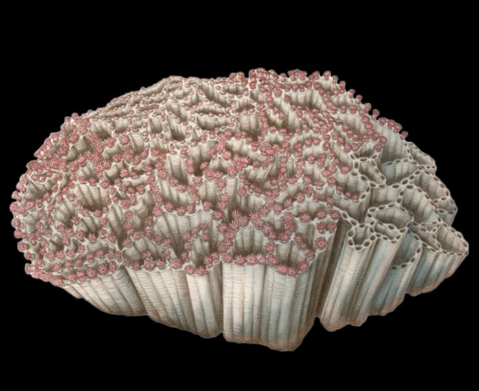 Lake Michigan fossils | Fossil Lady