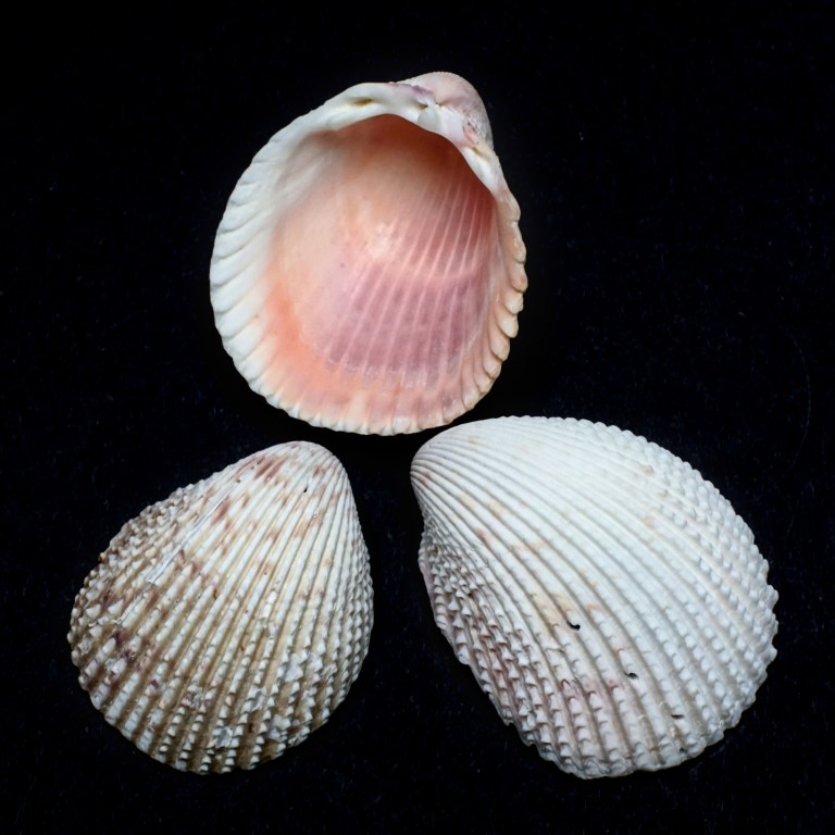 Clamshell Identification and Facts (From Cockles, Scallops to Venus ...