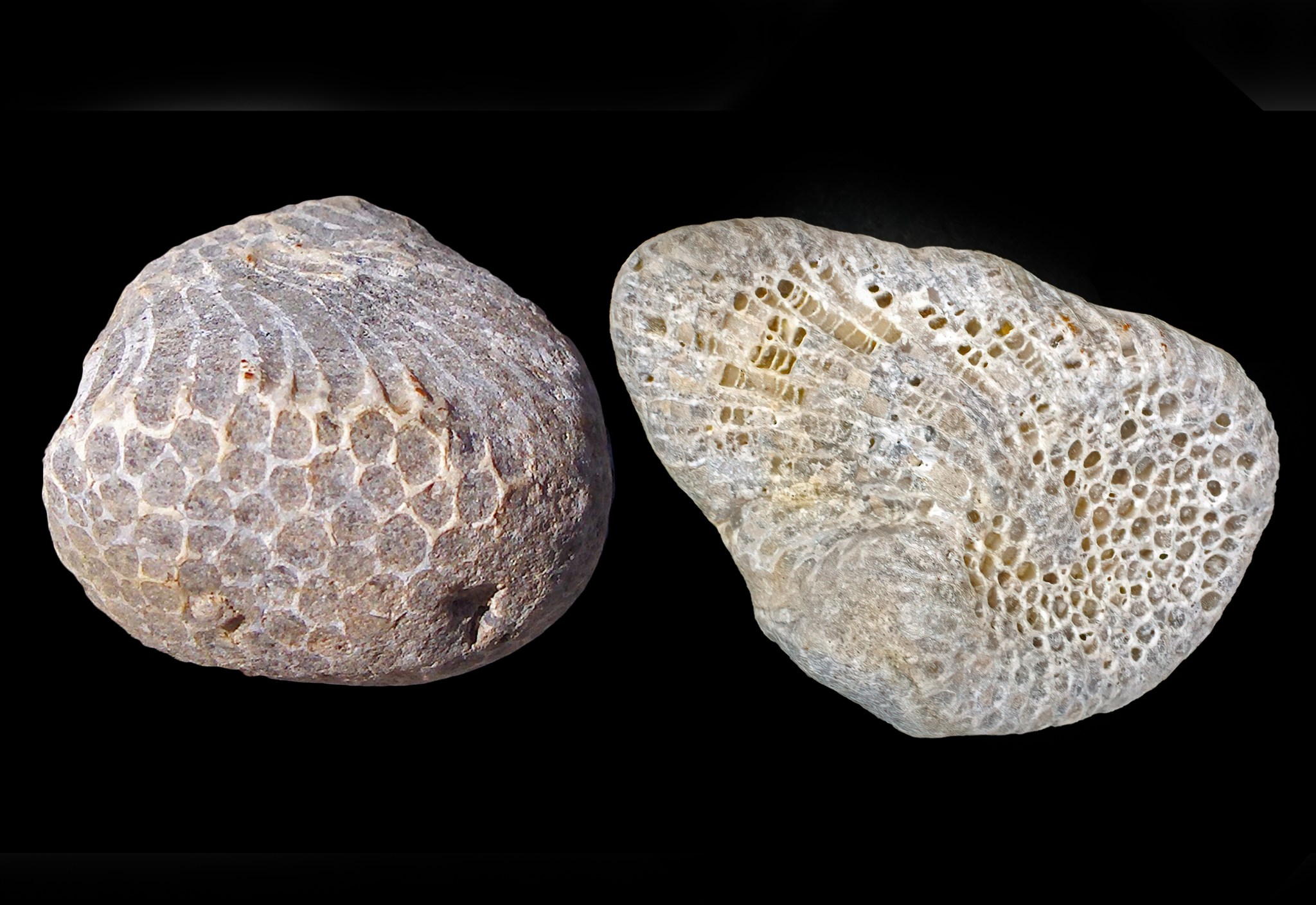 Lake Michigan fossils | Fossil Lady