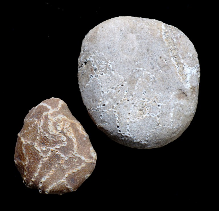 Lake Michigan fossils | Fossil Lady