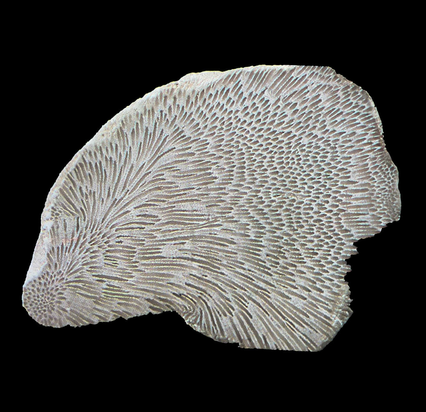 Lake Michigan fossils | Fossil Lady