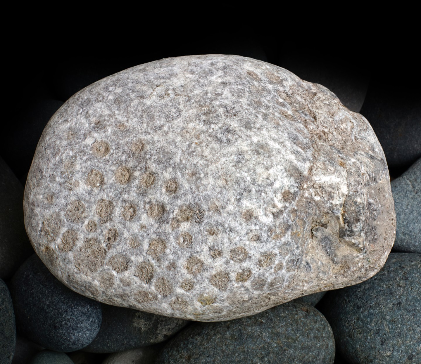 Lake Michigan fossils | Fossil Lady