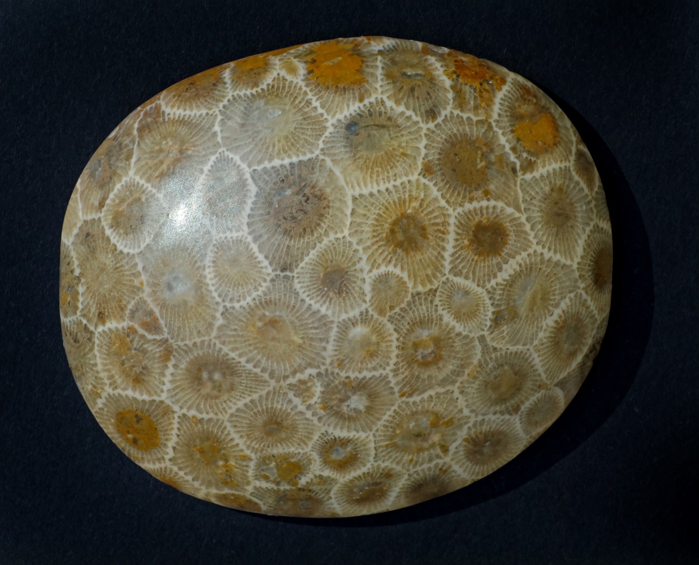 Lake Michigan fossils | Fossil Lady