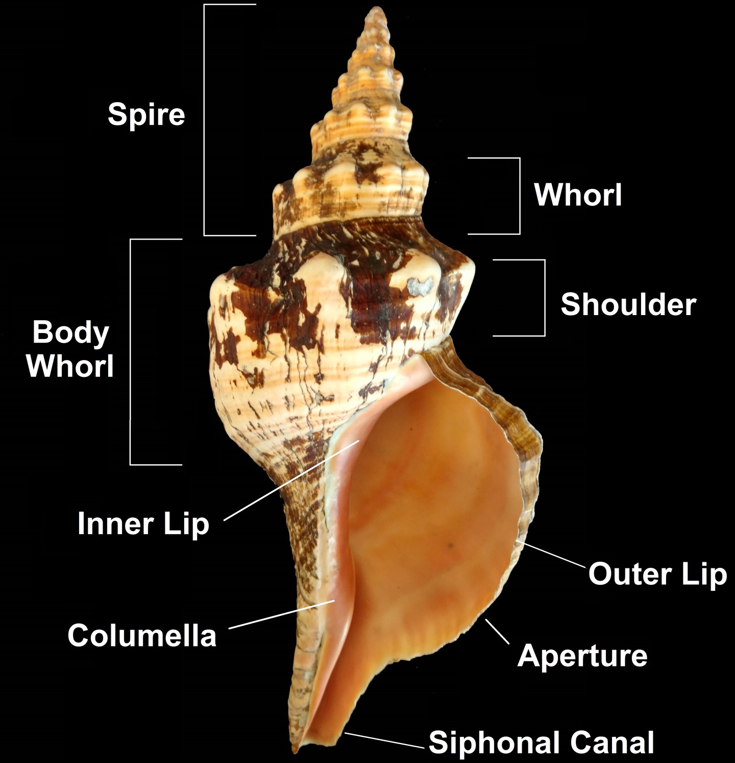 Univalve Seashell ID Guide: Conchs, Helmets, Whelks, Murex & More ...