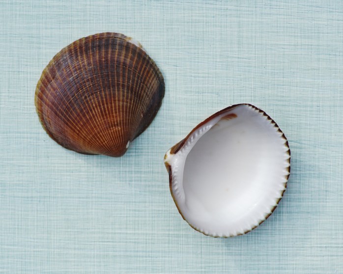 Clamshell Identification and Facts (From Cockles, Scallops to Venus ...