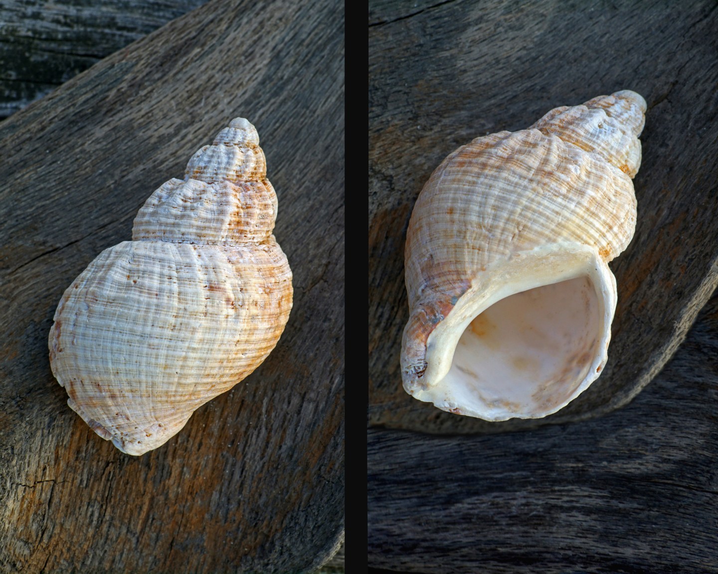Univalve Seashell ID Guide: Conchs, Helmets, Whelks, Murex & More ...