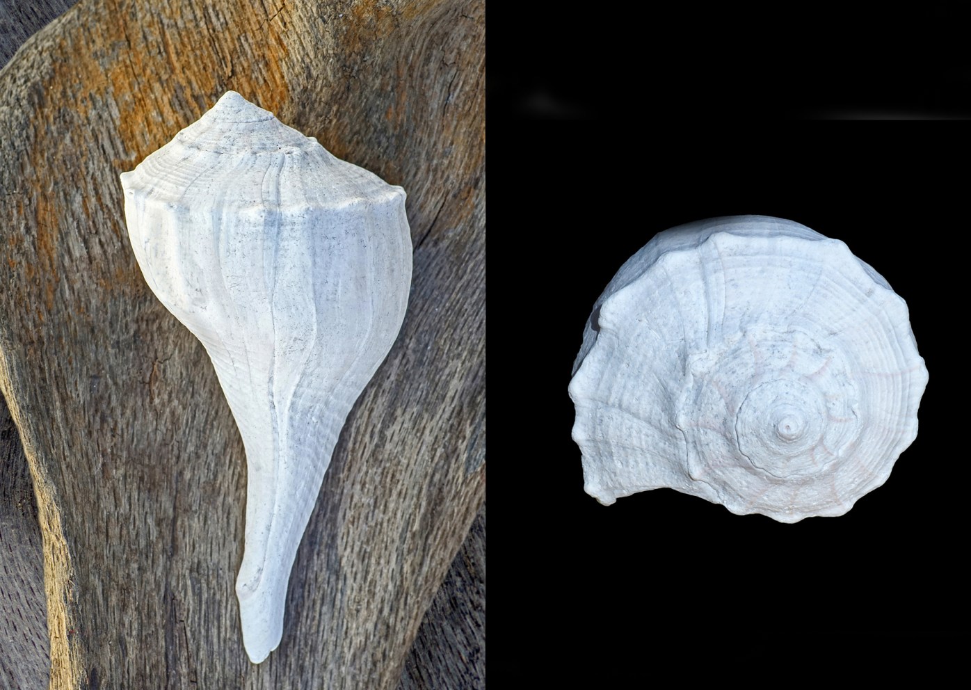 Univalve Seashell ID Guide: Conchs, Helmets, Whelks, Murex & More ...