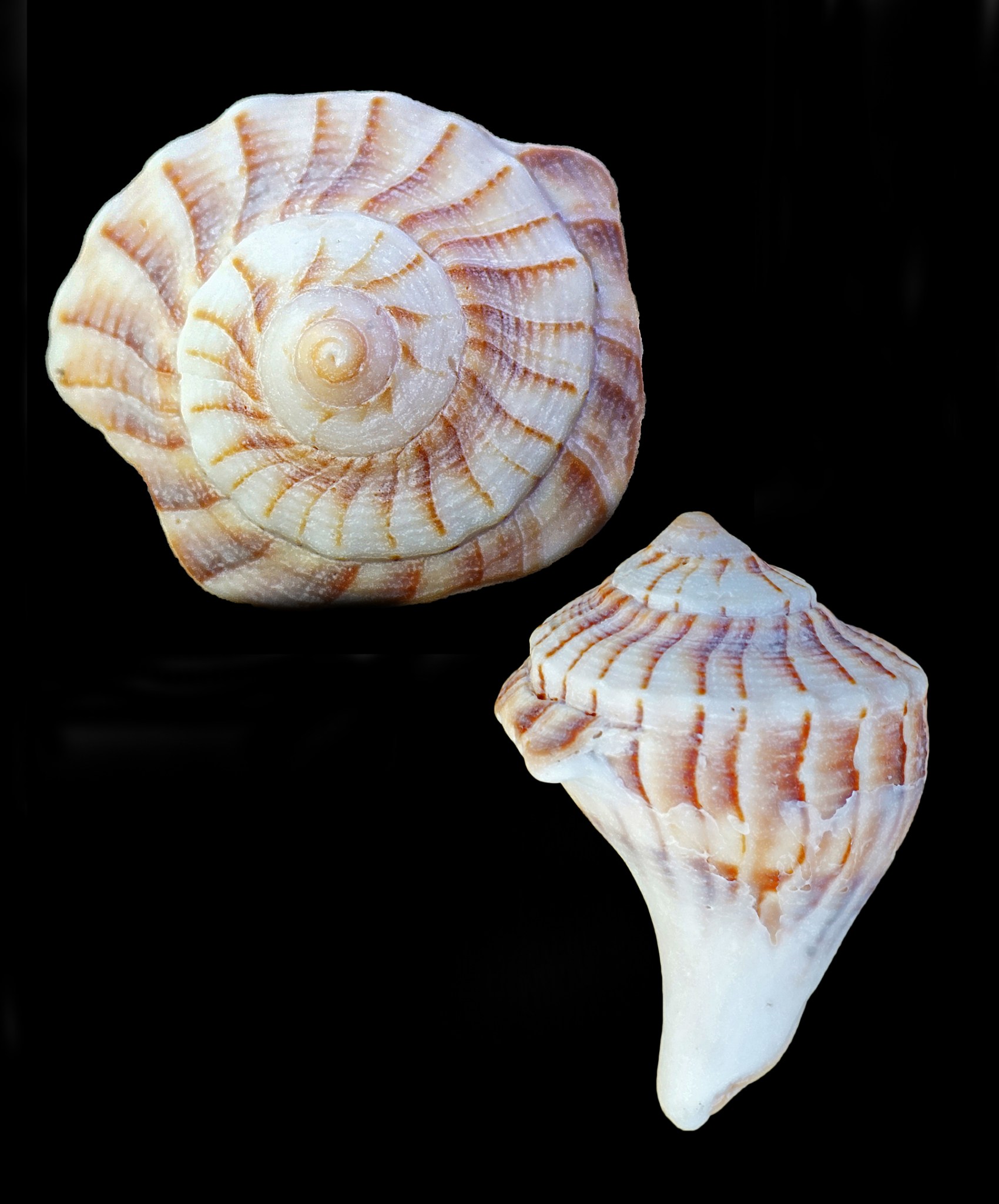 Univalve Seashell ID Guide: Conchs, Helmets, Whelks, Murex & More ...