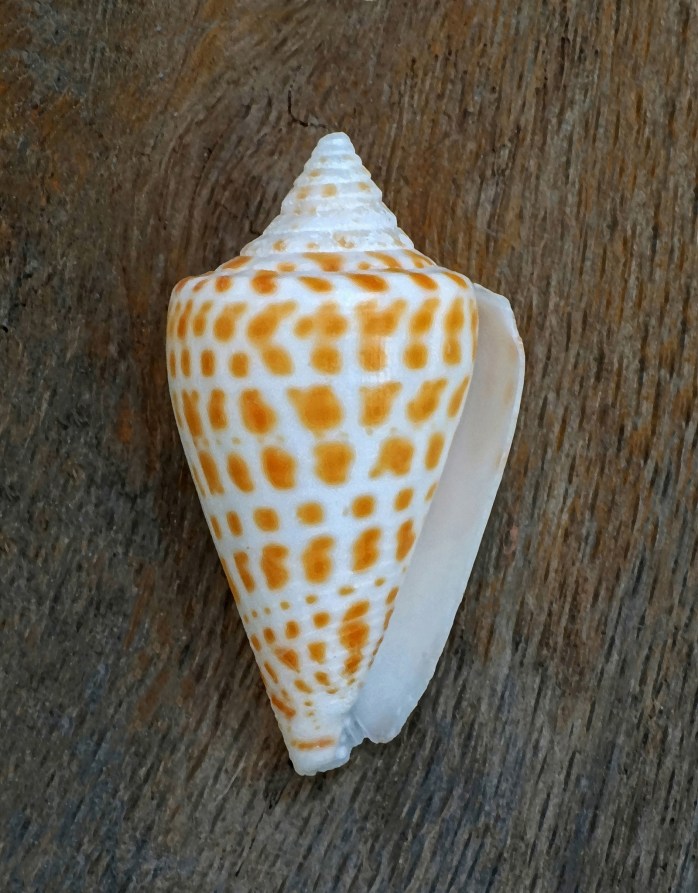 Univalve Seashell Identification from Tops, Cones, Cowries, Moon ...