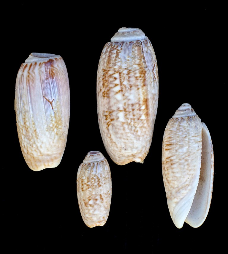 Univalve Seashell Identification from Tops, Cones, Cowries, Moon ...