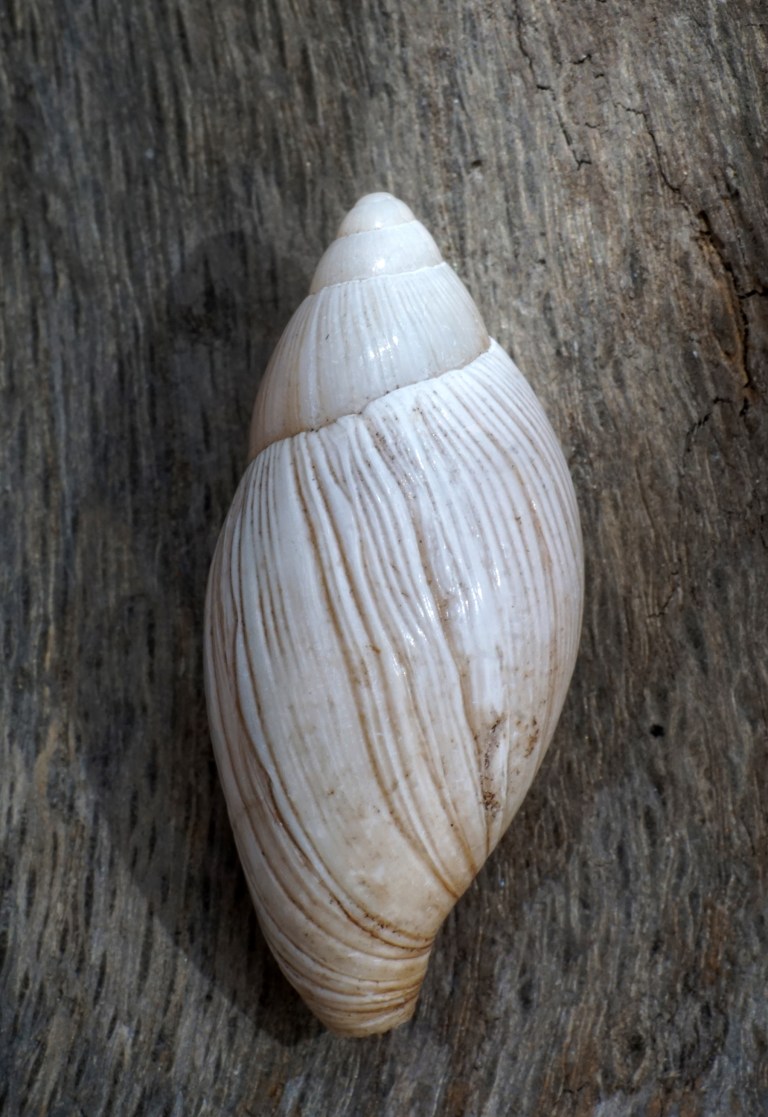 Univalve Seashell Identification from Tops, Cones, Cowries, Moon ...
